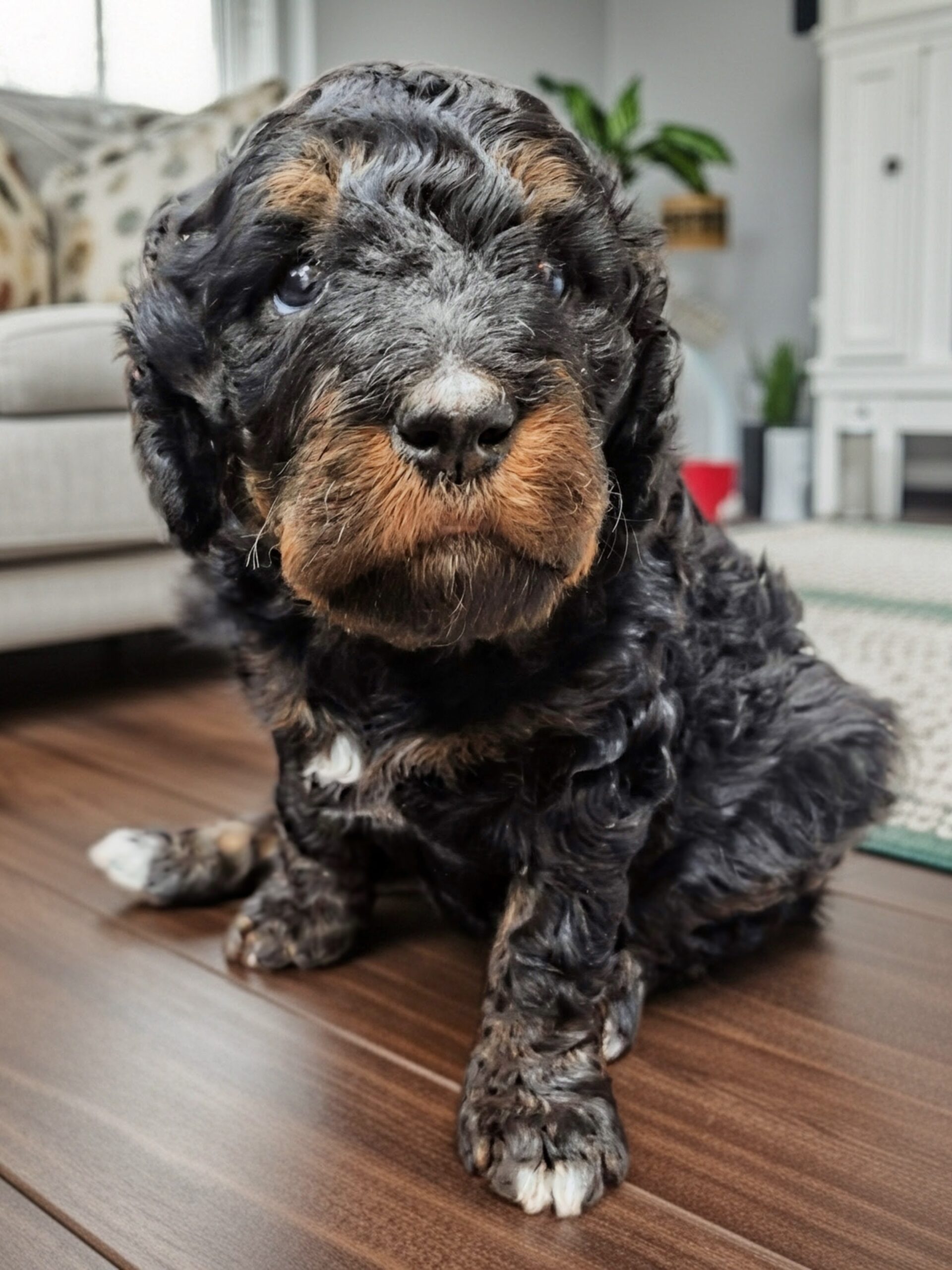 F1B Standard Tri-Color Bernedoodle – 8 Year Health Guarantee – PuppyList