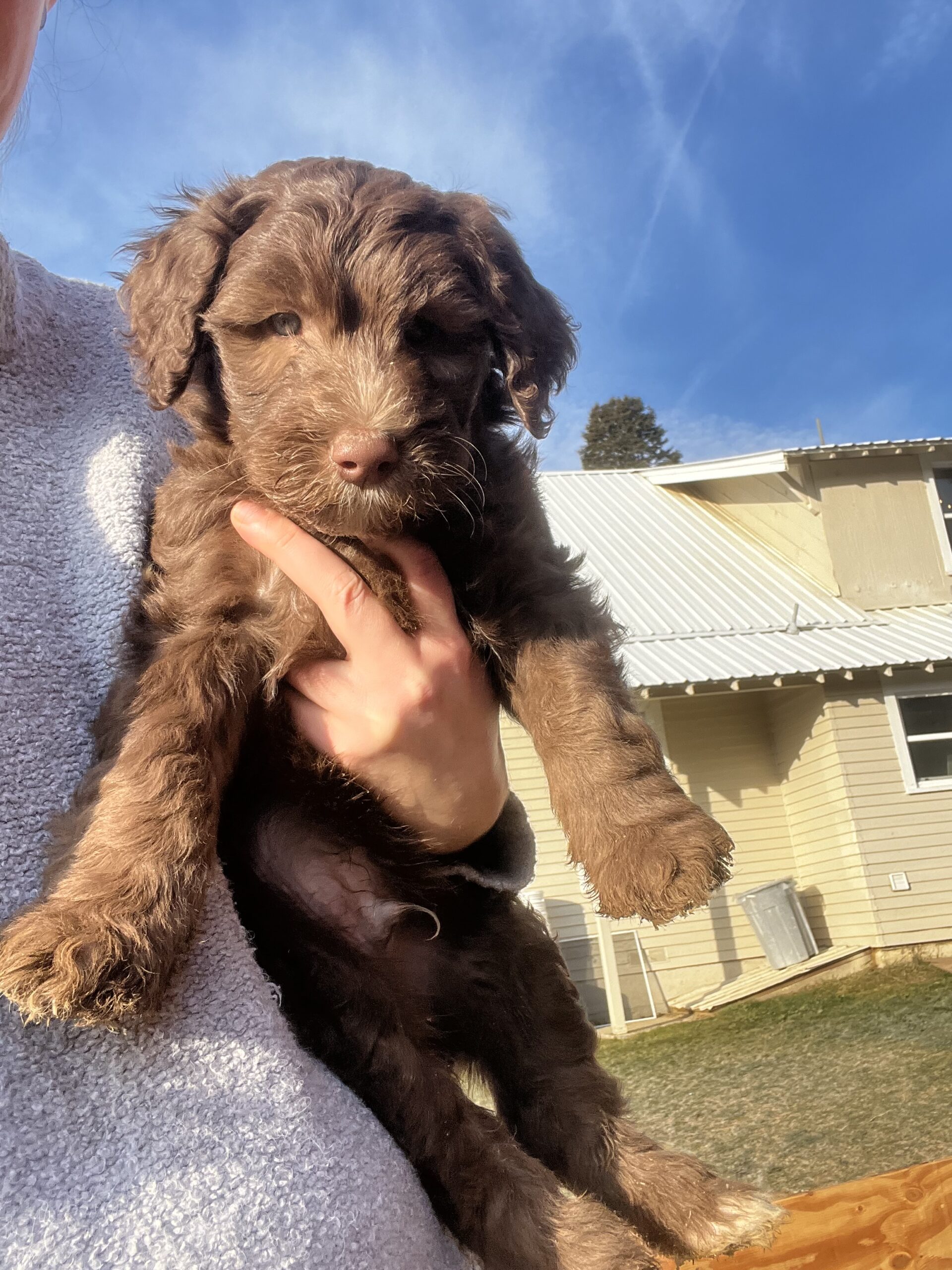 Australian Sheepadoodles–Chip– – PuppyList